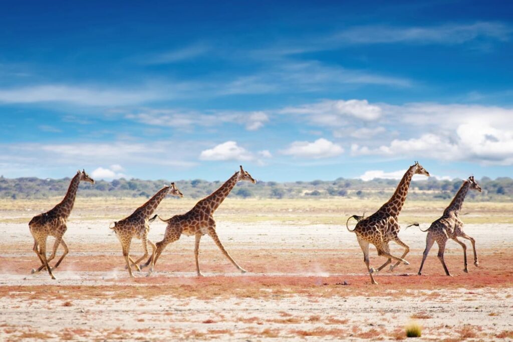 Namibia now imposes visa requirements on 33 nationalities - VisasNews