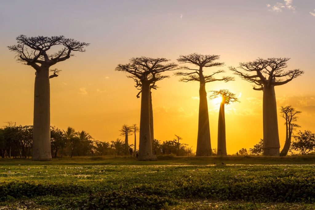 Madagascar triple le prix de son visa électronique de 15 jours - VisasNews